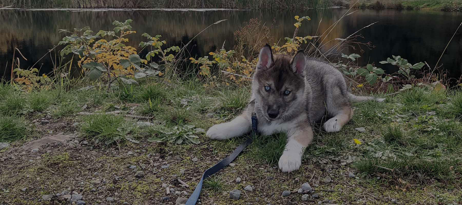 We Finally Got Our Newest Pet - Meet Archie!
